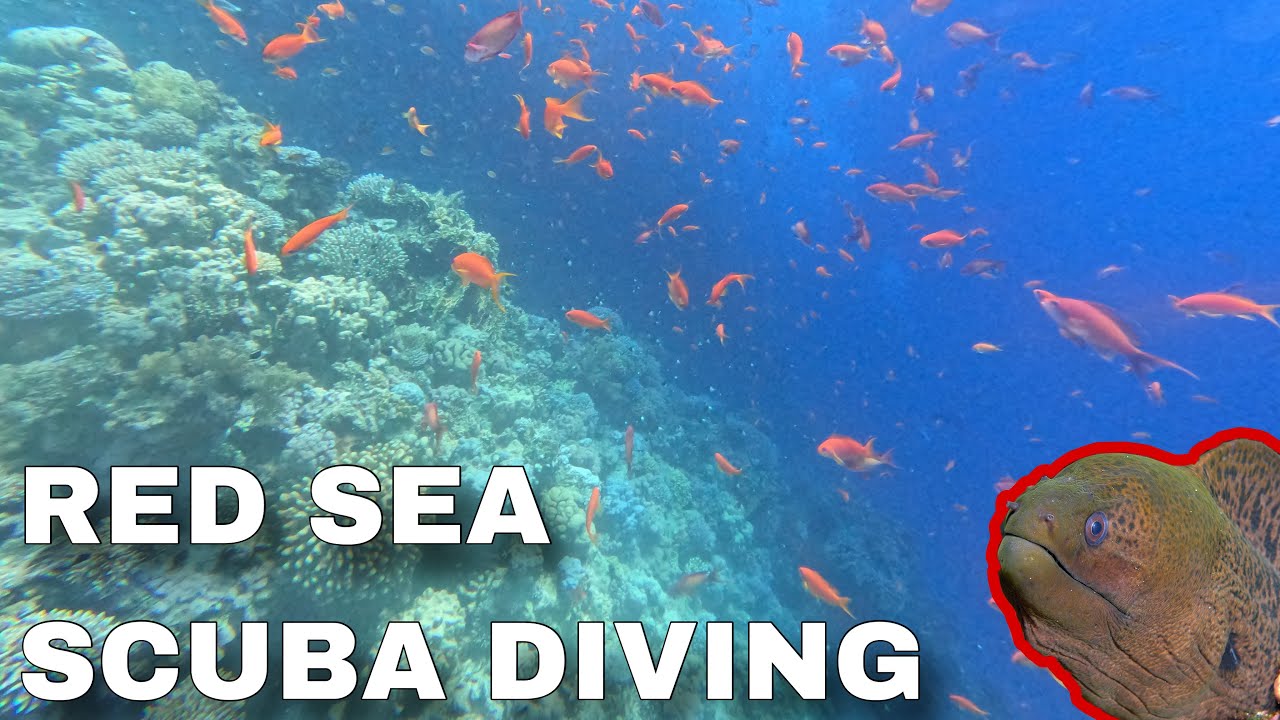 AMAZING Scuba Diving with INCREDIBLE ANIMALS | Red Sea Scuba Diving ...
