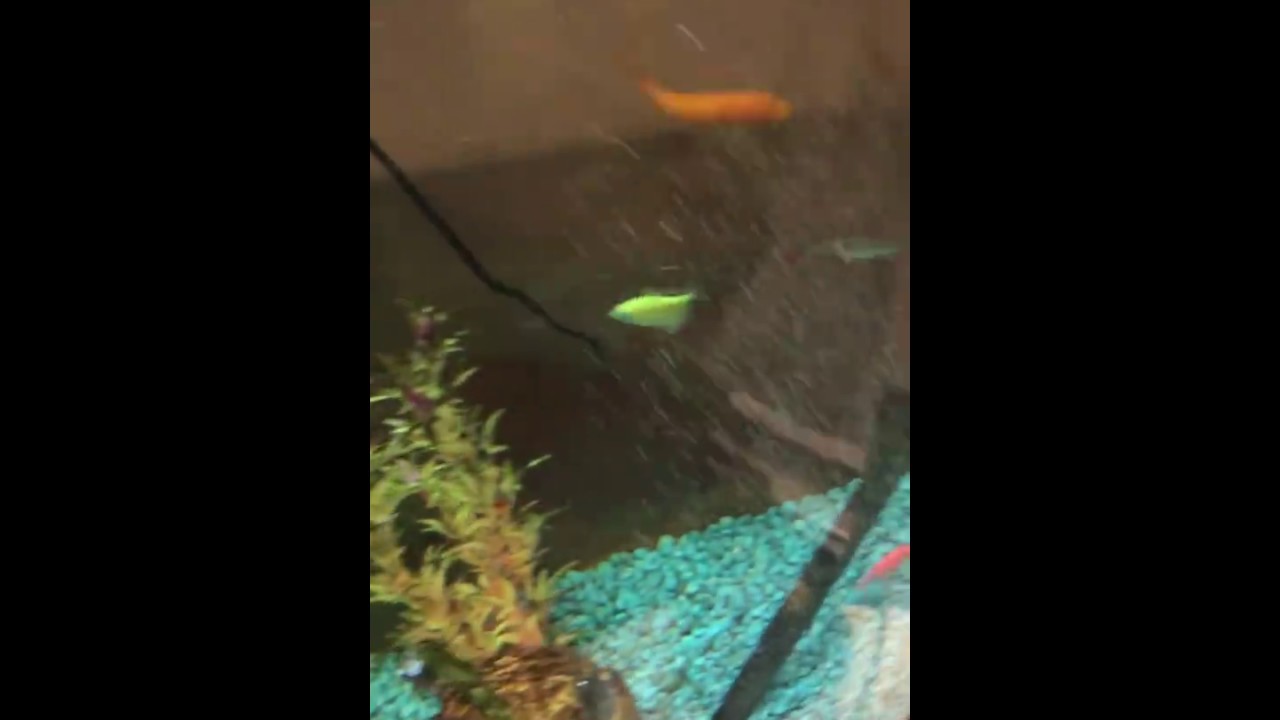 The retarded fish - YouTube