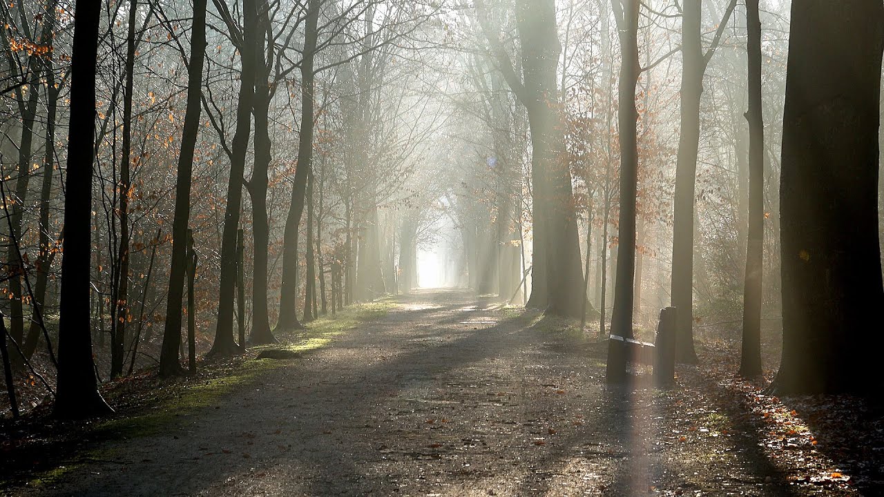 Wandelen, Peerdsbos, Brasschaat - YouTube