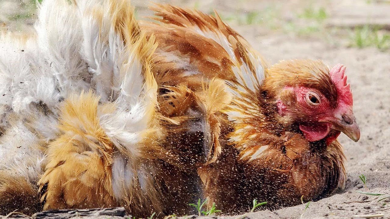cleaning the body of the hen - YouTube