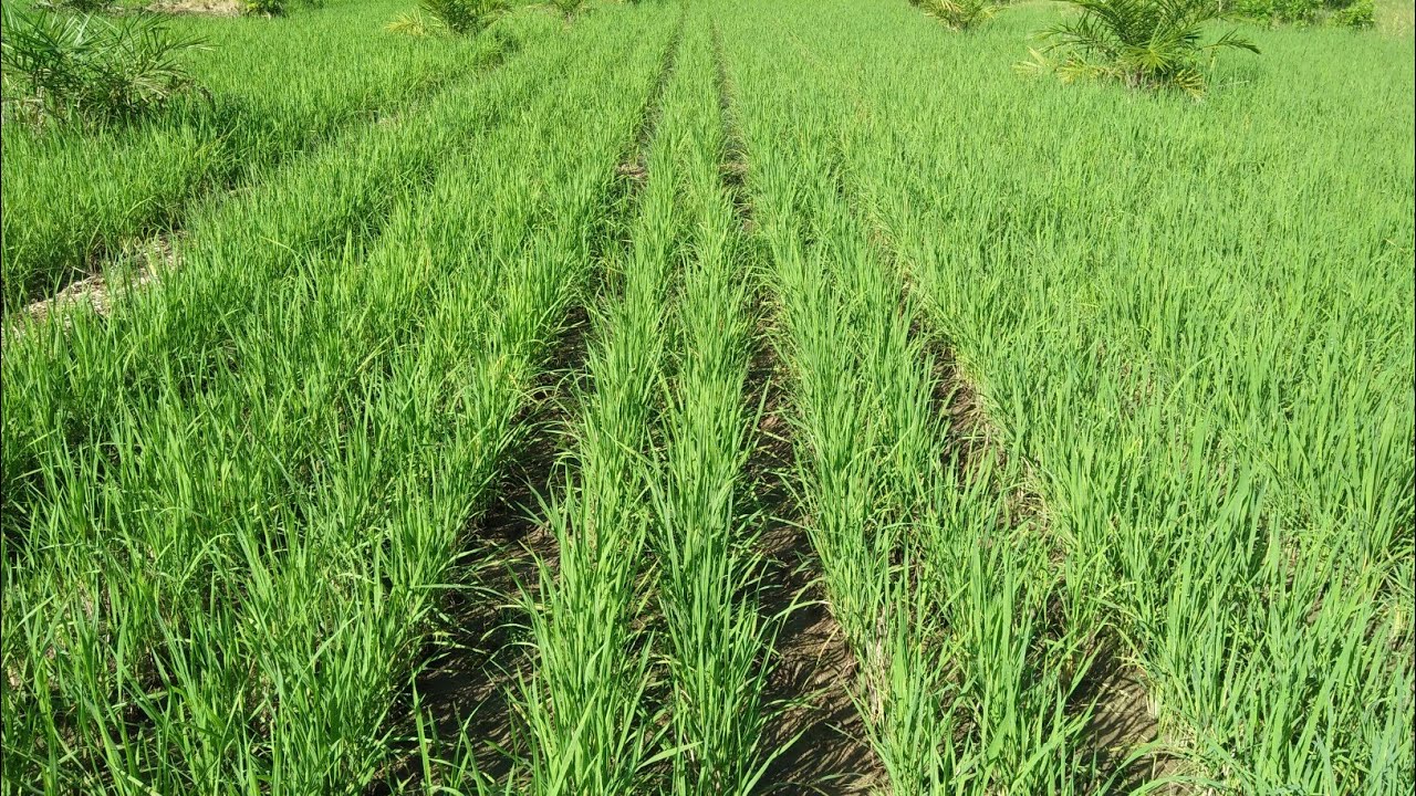 Perkembangan Padi Tanpa Olah Tanah Umur 1 Bulan - YouTube
