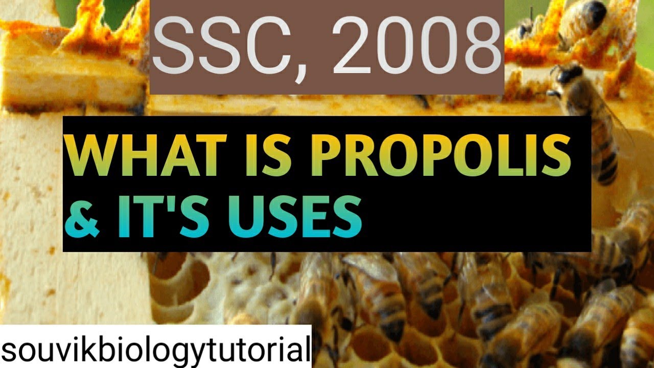 WHAT IS PROPOLIS & IT'S USES | WEST BENGAL SCHOOL SERVICE COMMISSION ...