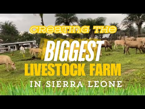 CREATING THE BIGGEST LIVESTOCK FARM IN SIERRA LEONE | WELCOME TO ...