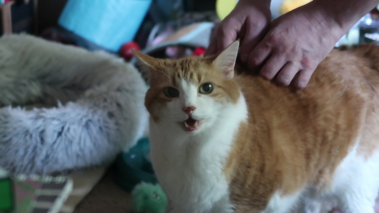 Cat Meows While Getting Petted - YouTube