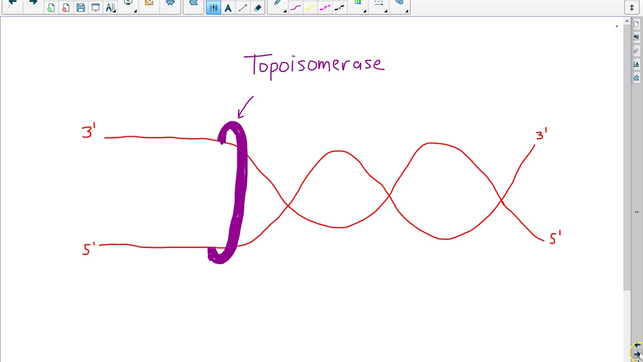 DNA Replication Made Easy - YouTube