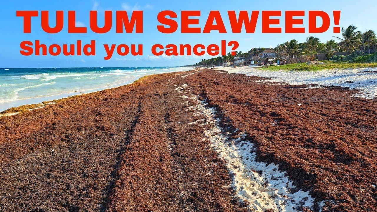 TULUM Seaweed Update MAY 2024 - Sargassum Season #seaweed #sargassum # ...