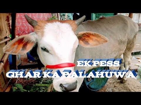 Ghar Ka Palahuwa Cow For Sale in Kolkata Near Park Circus 2024 BAKRIED ...