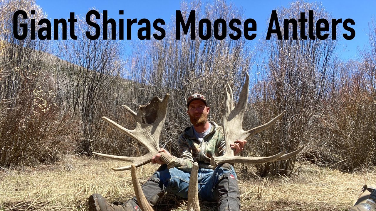 Big Shiras Moose Antlers - YouTube