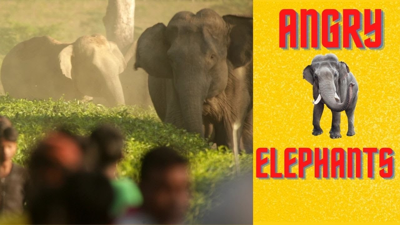 Angry elephant in village | Angry Elephant Attacks Crowd-Sonitpur - YouTube