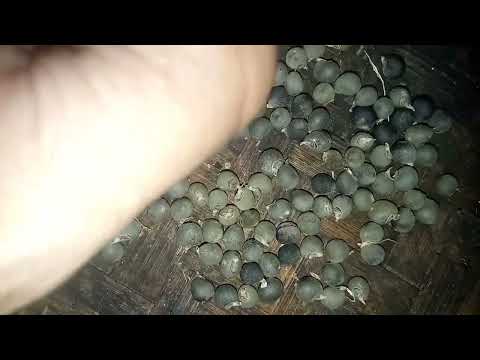 How to preserve seeds from Star of David Okra