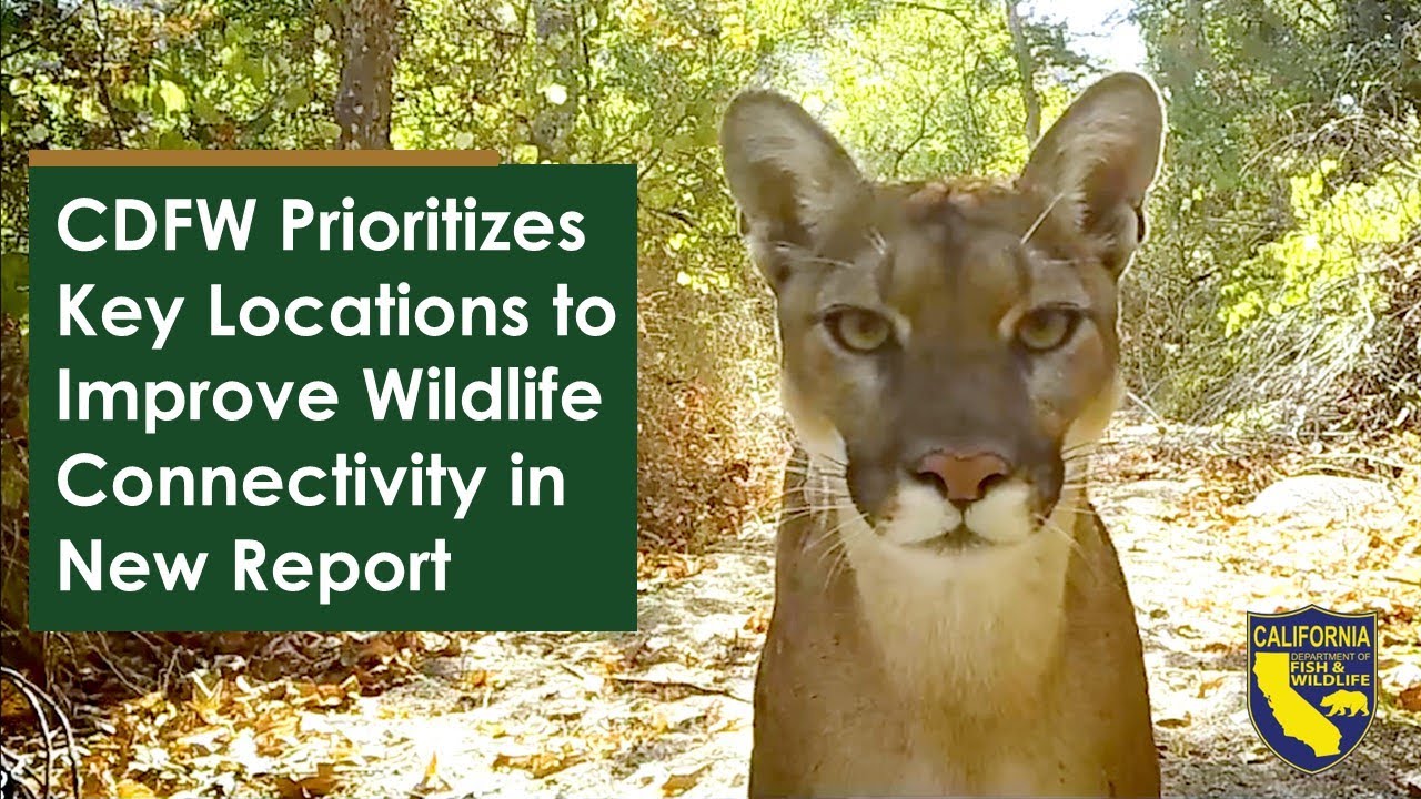 CDFW Prioritizes Key Locations to Improve Wildlife Connectivity in New ...