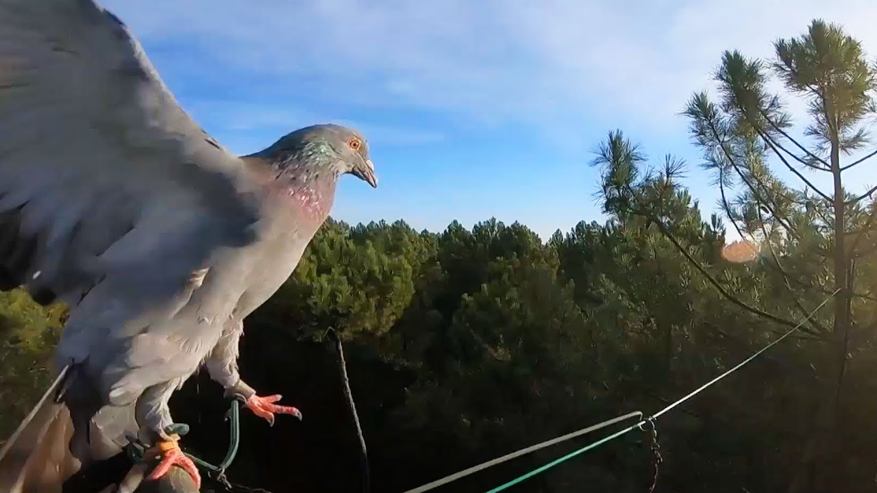 Cazando palomas en el bosque de las Landas - YouTube