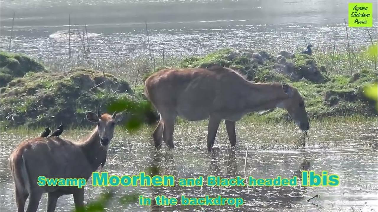 2025 NEEL GAI MAR2 - YouTube