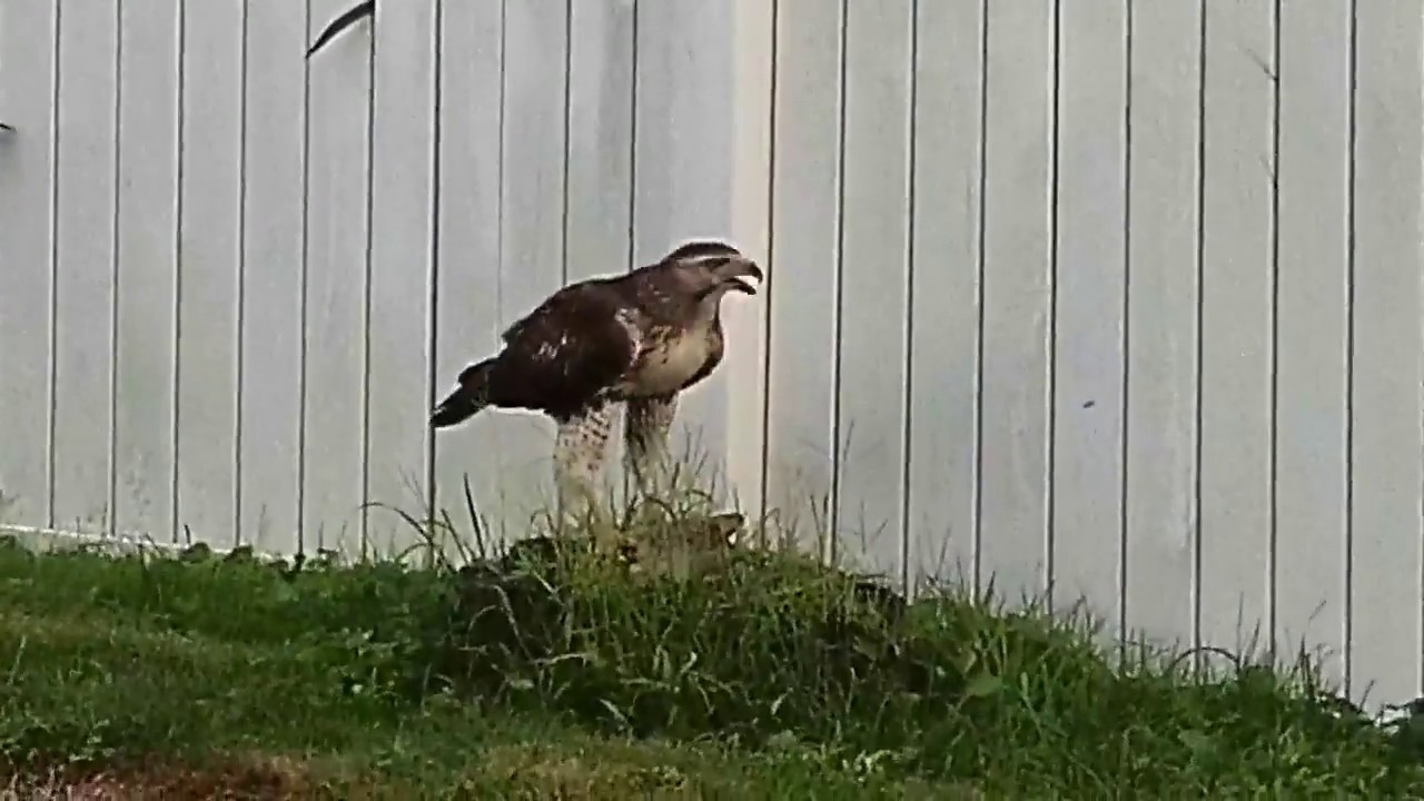 Red Tail Hawk Nailed a Bunny in My Backyard - YouTube