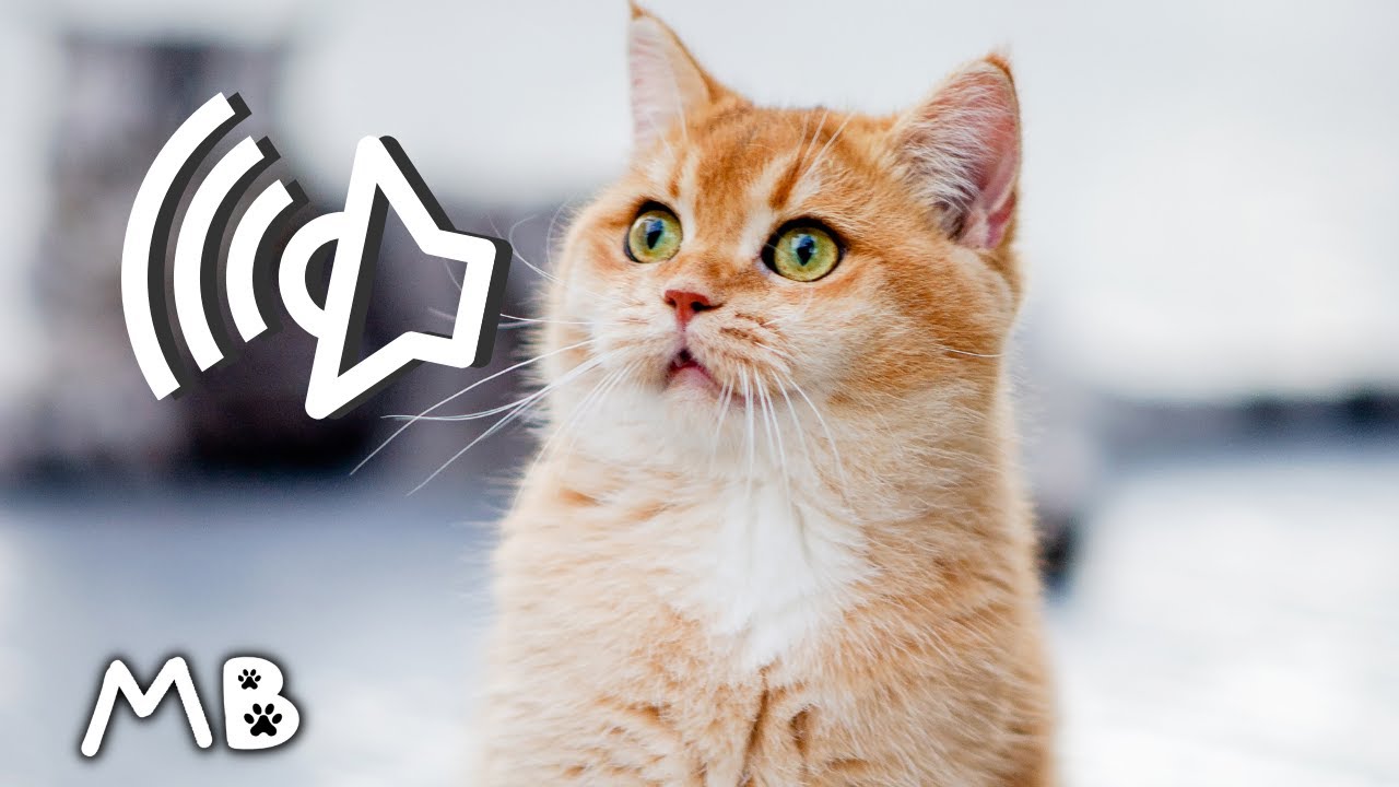 Bunyi Panggil kucing - YouTube