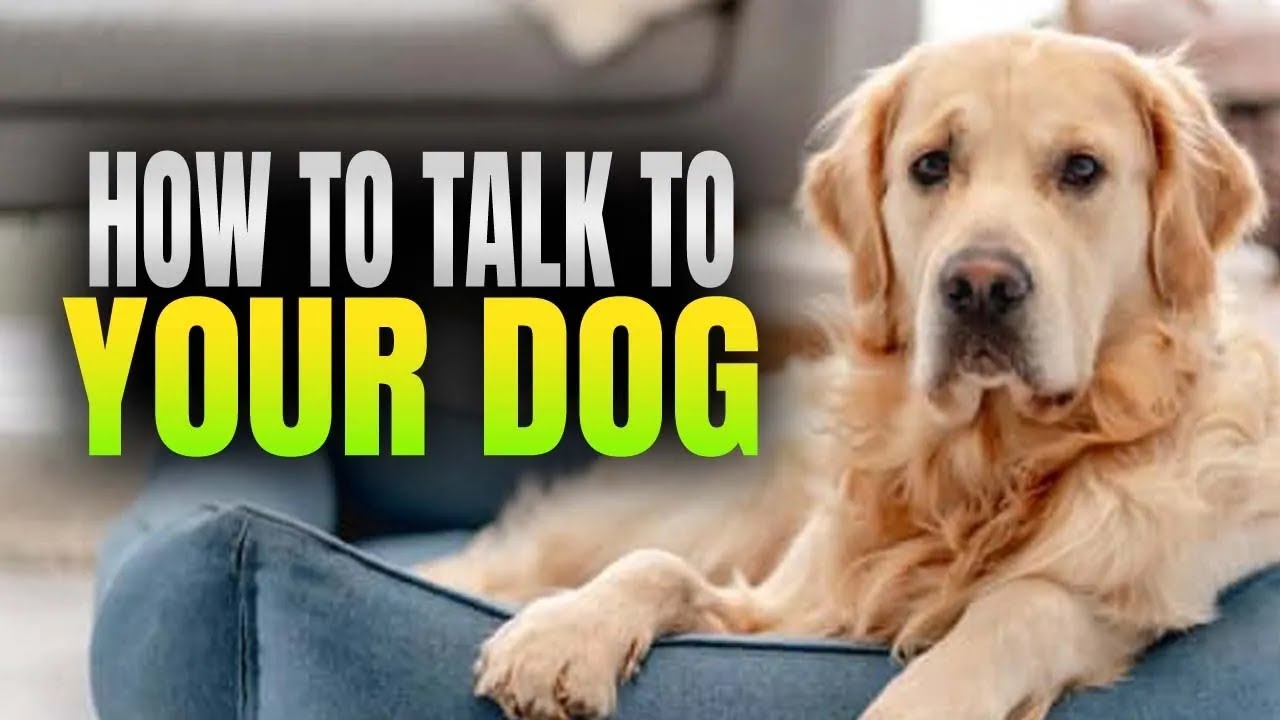 I Learned How to Talk to My Dog.. WITH SCIENCE - YouTube