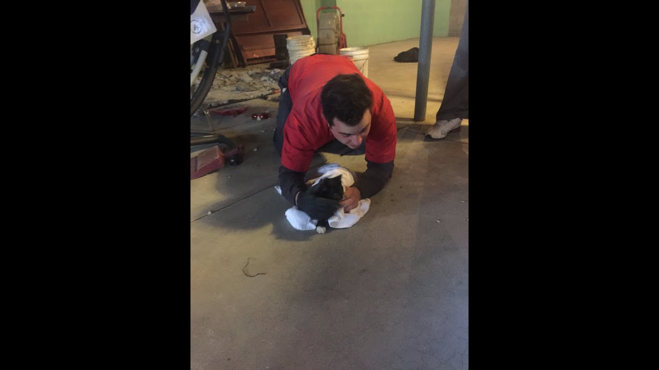Local Plumbers Rescue Cat | Mr. Rooter Plumbing - YouTube