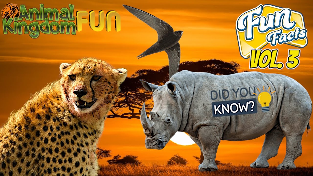 🙉 25 Fun Animal Facts Volume 3, Animal Kingdom Fun, Did you know? - YouTube