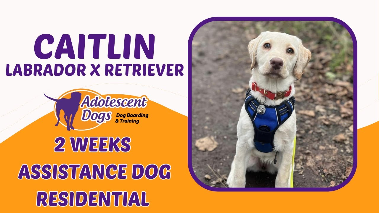 Caitlin - Labrador x Golden Retriever - 2 Weeks Assistance Dog ...