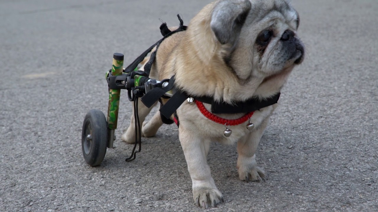 Super Cute Pug Famly - YouTube