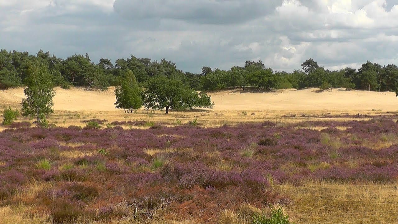 NETHERLANDS national park Loonse en Drunense duinen (hd-video) - YouTube