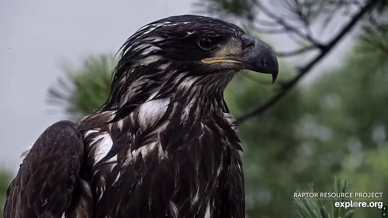 Trempealeau Eagles 7-12-25, Close-up views of TE3 in the summer sun ...