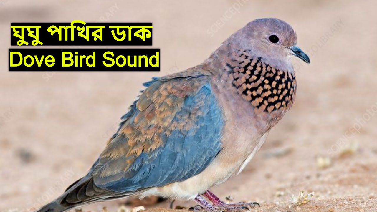 ছোট ঘুঘু পাখির ডাক | Ghughu Pakhir Dak | Laughing Dove Call | Laughing ...