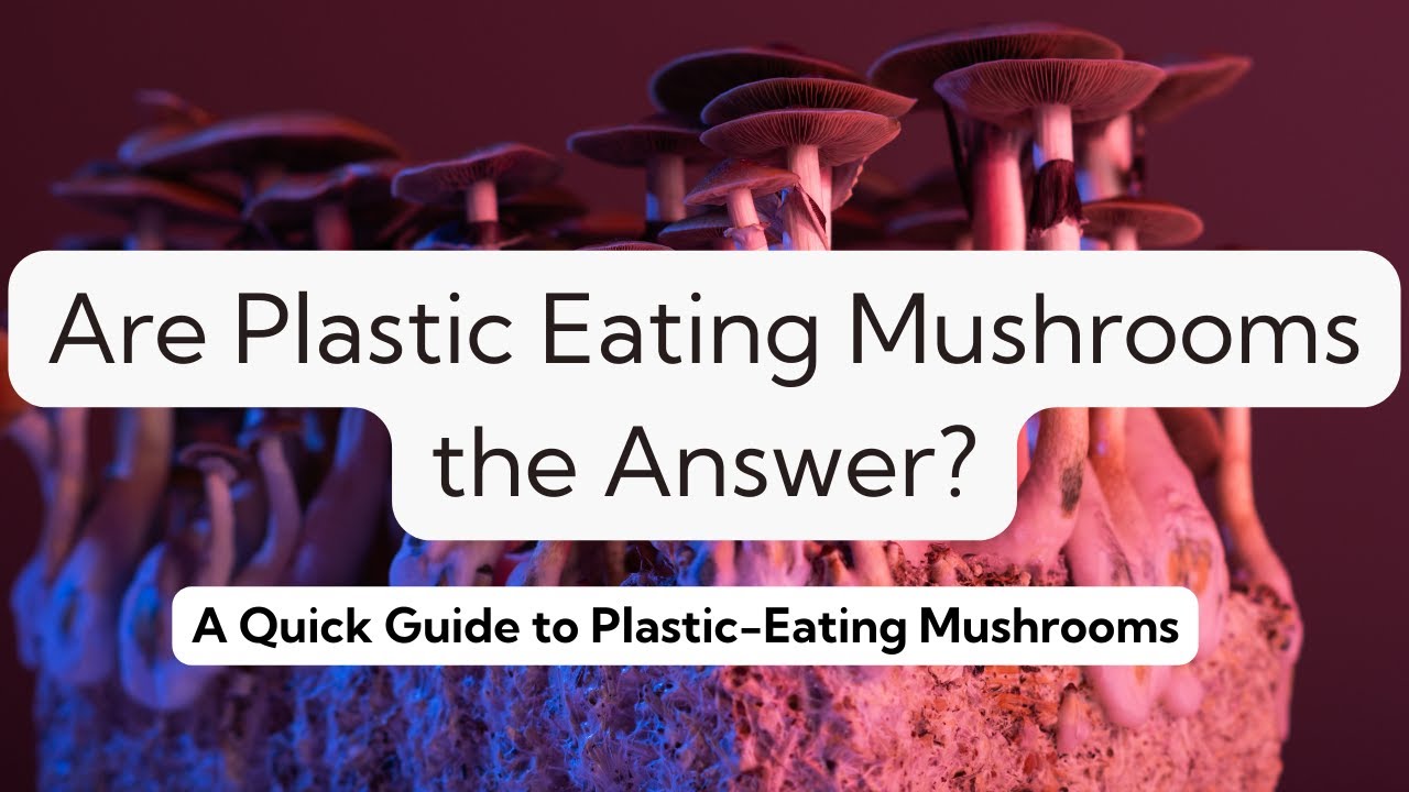 Plastic-Eating Mushrooms Unveiled: From Discovery to Eco-Solution ...