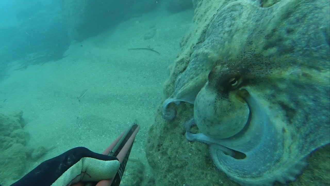 The Amazing Octopus Camouflage - YouTube