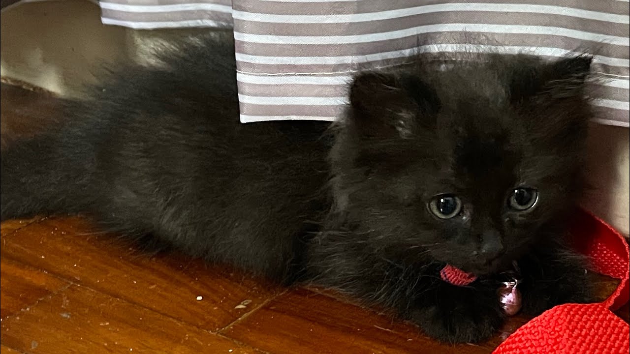 Kewpie the Kitty - YouTube