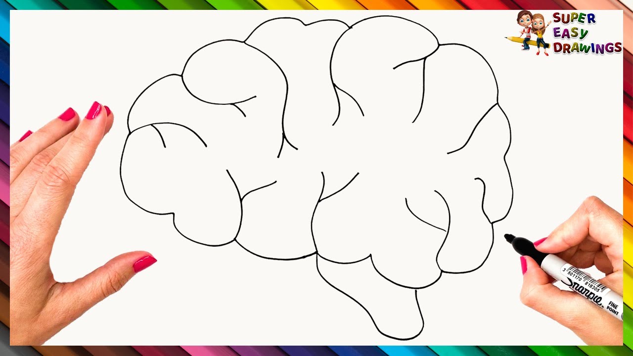 How To Draw The Human Brain Step By Step 🧠 Human Brain Drawing Easy ...