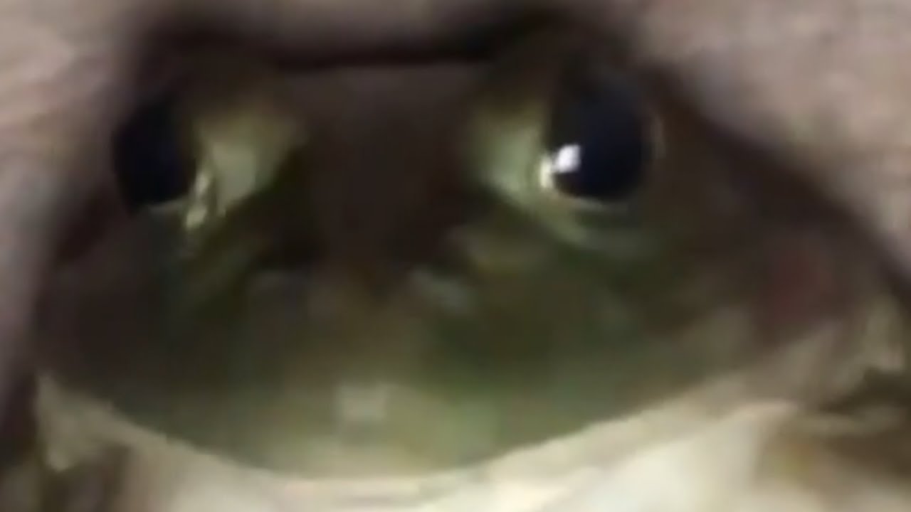memes that made my frog ribbit - YouTube