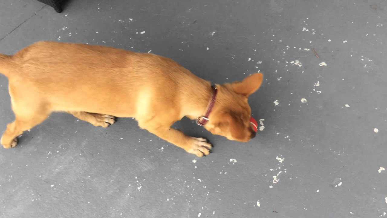 Meh dog skills with Tipu (My dog) - YouTube