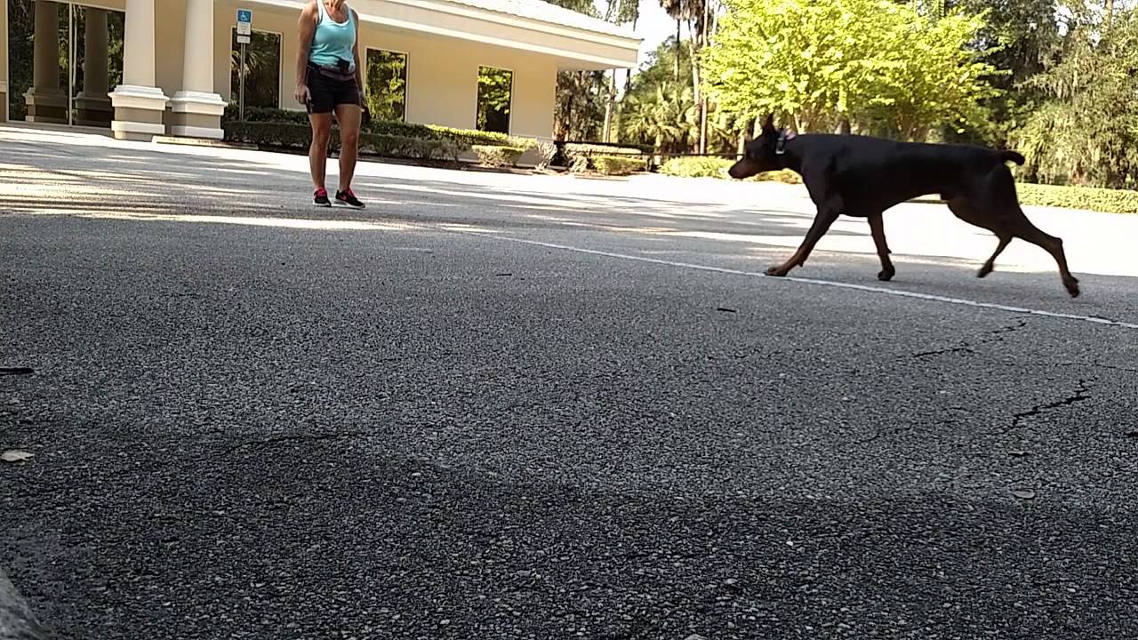 dog-training-come-when-called-luca-day-13-youtube