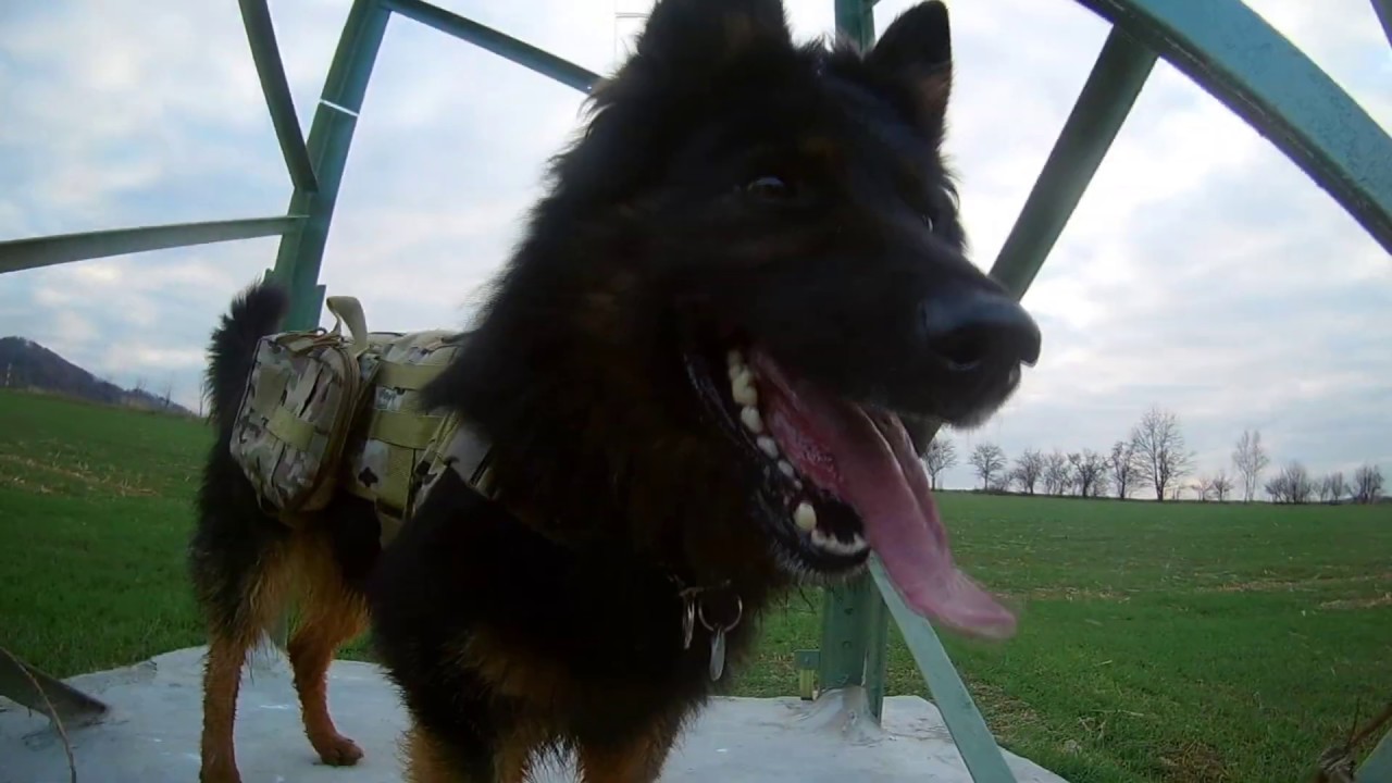 Dak the Bohemian shepherd - YouTube