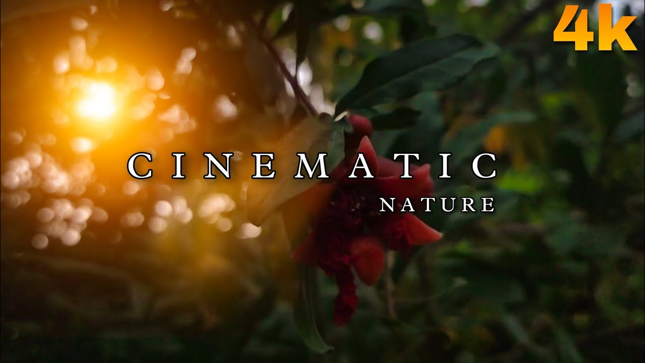4k Cinematic Nature Video | Cimematics | Cinematic videos | None ...