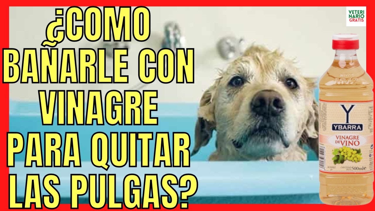 🔴 ¿CÓMO BAÑAR A UN PERRO CON VINAGRE PARA QUITARLE LAS PULGAS Y ...