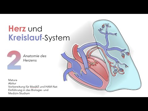 Herz-Kreislauf-System (2) - Anatomie des Herzens (Matura, Abitur, MedAT, HAM-Nat) - YouTube