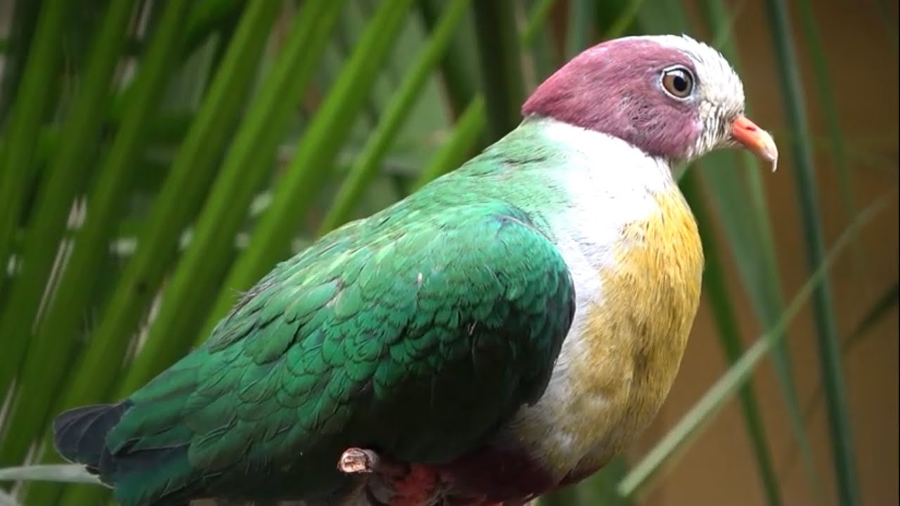Yellow-breasted Fruit-Dove - YouTube