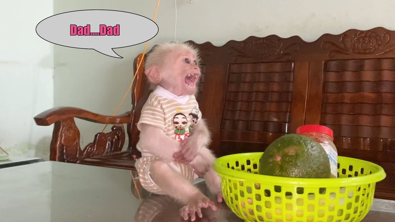 Baby monkey SinSin learns a lovely lesson about waiting from Daddy ...