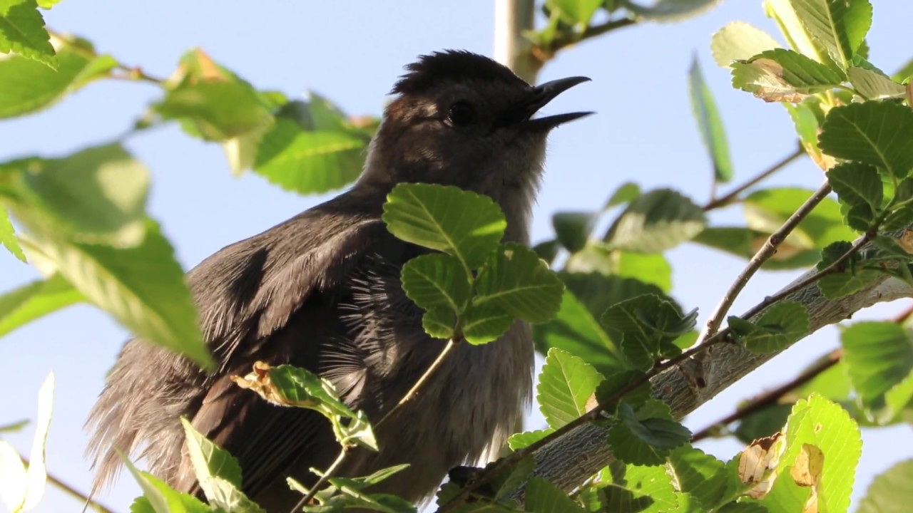 Gray Catbird Singing - YouTube
