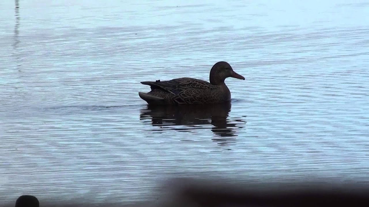 The Real Duck Decoy and a Pintail - YouTube
