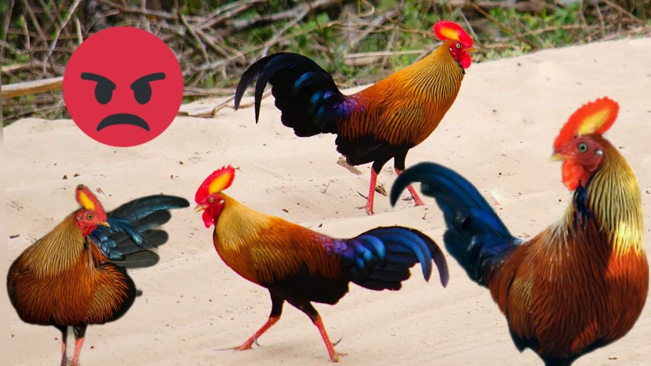 Sri Lankan junglefowl is a member of the Galliformes bird order which ...