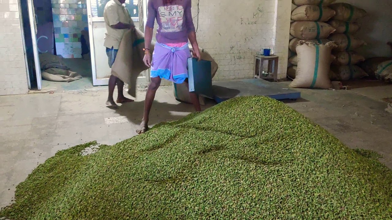 Green Cardamom packing for auction - YouTube