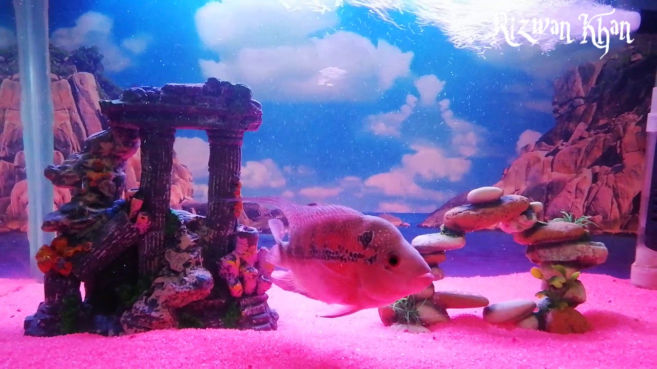 Beautiful Aquarium with fluorescent pink sand. - YouTube