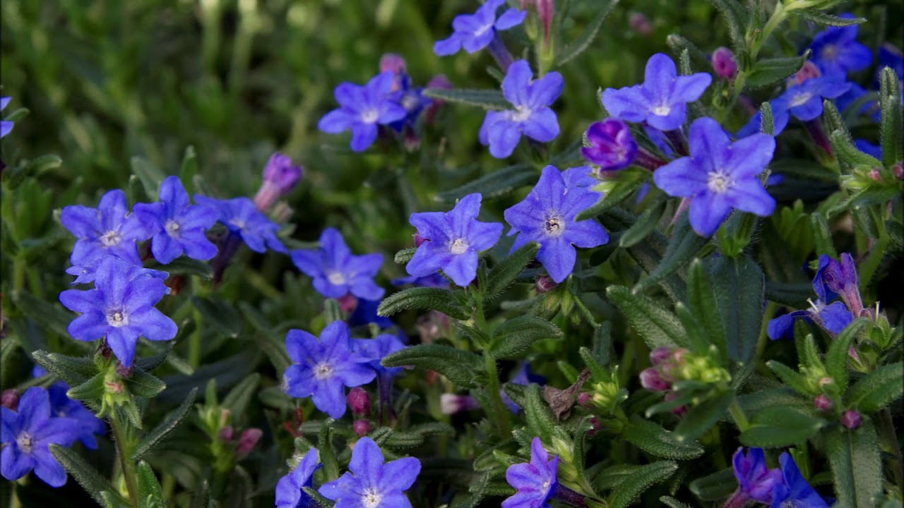 Lithodora diffusa - YouTube