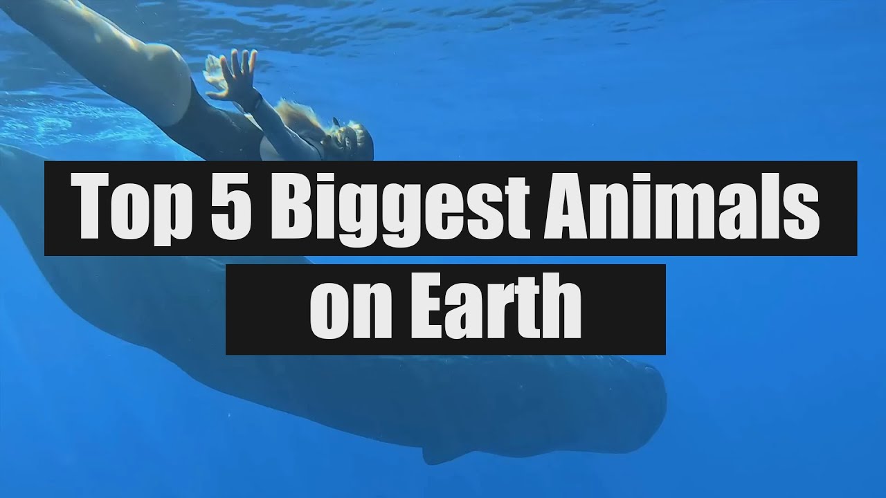 Top 5 Biggest Animals on Earth - YouTube