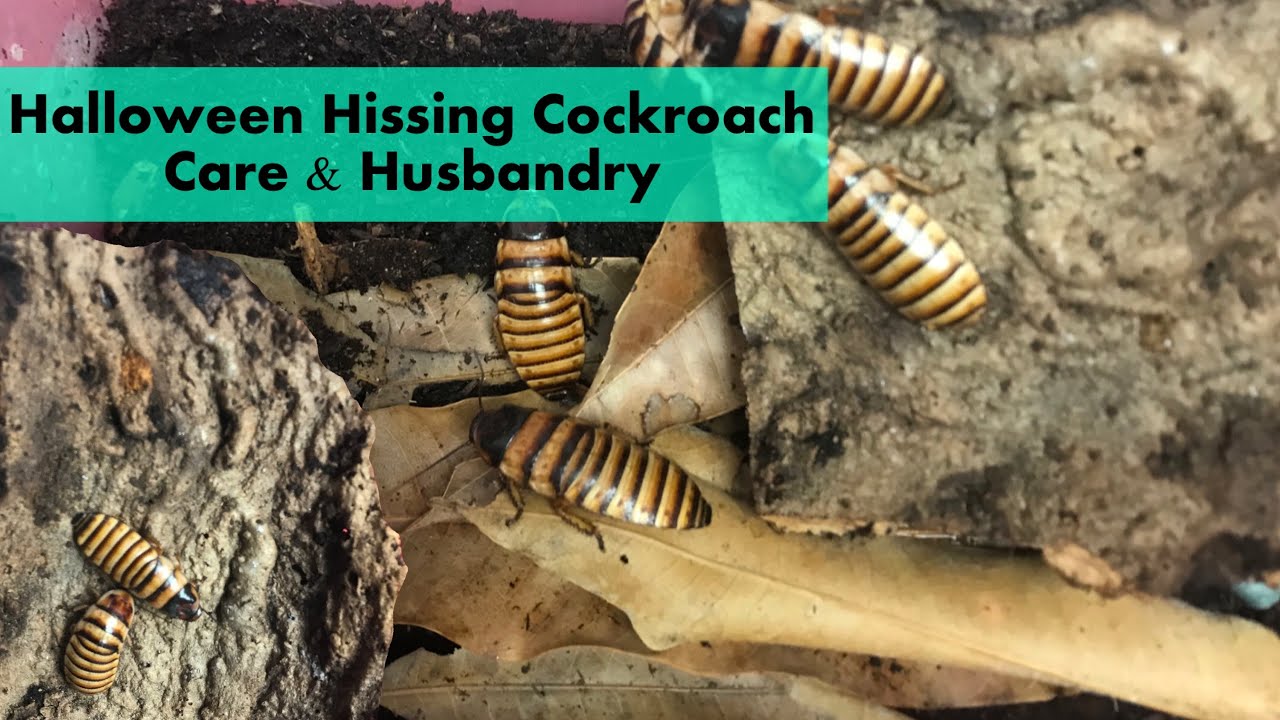 Halloween Hissing Cockroach Care & Husbandry - YouTube