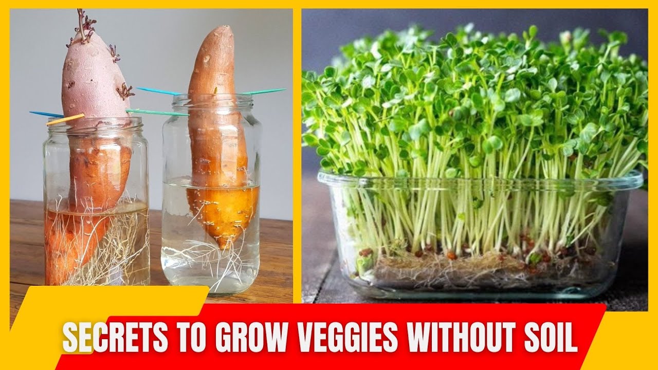 How To Grow Plants/Vegetables Without Soil? Amazing Tricks - YouTube