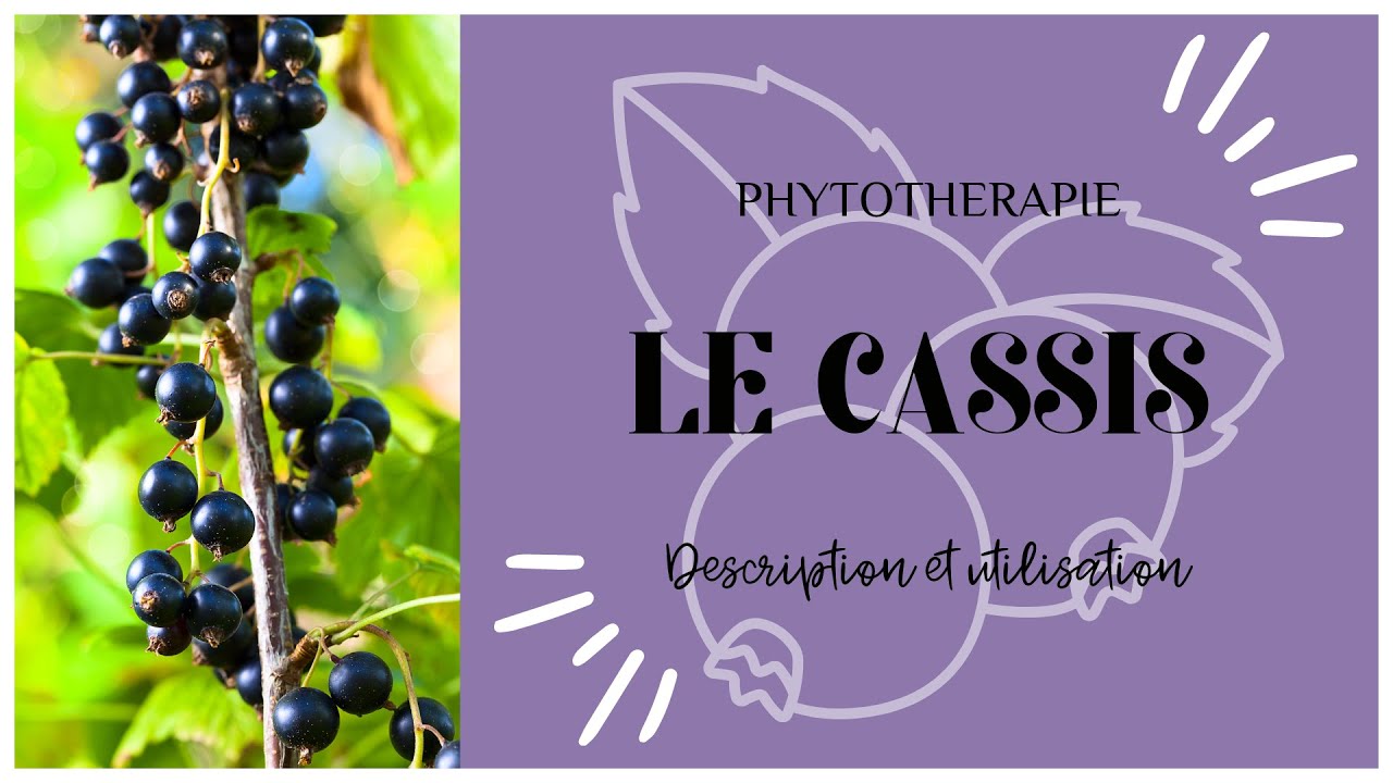 LE CASSIS EN PHYTOTHERAPIE - TOUT SAVOIR EN 3 MINUTES - YouTube